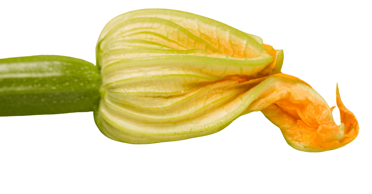 Courgette The Powerful Dietary Therapeutic: Why?