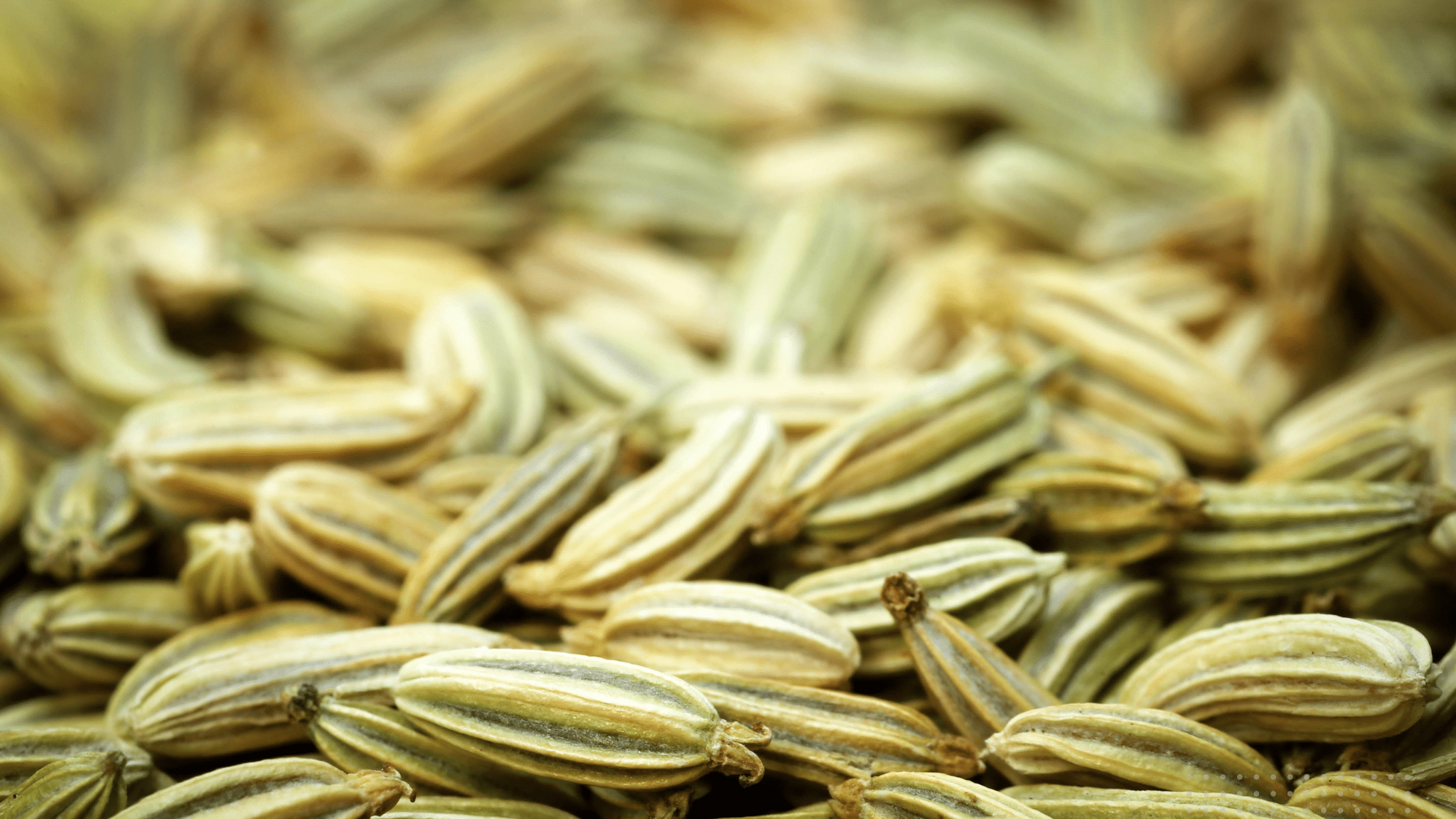 Fennel Seeds Benefits For A Great Natural Antioxidant