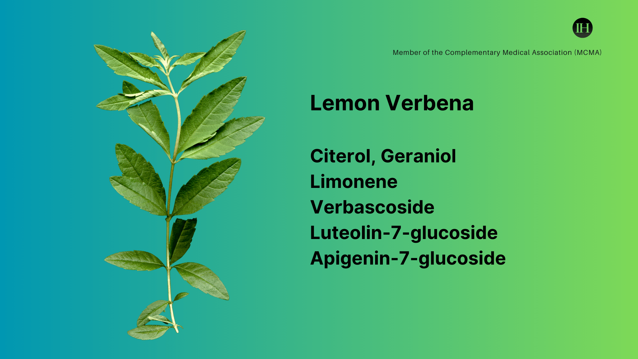 Muscle Recovery Better With Lemon Verbena: Why?
