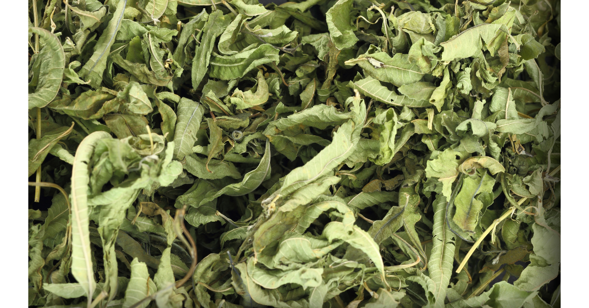 Muscle Recovery Better With Lemon Verbena: Why?